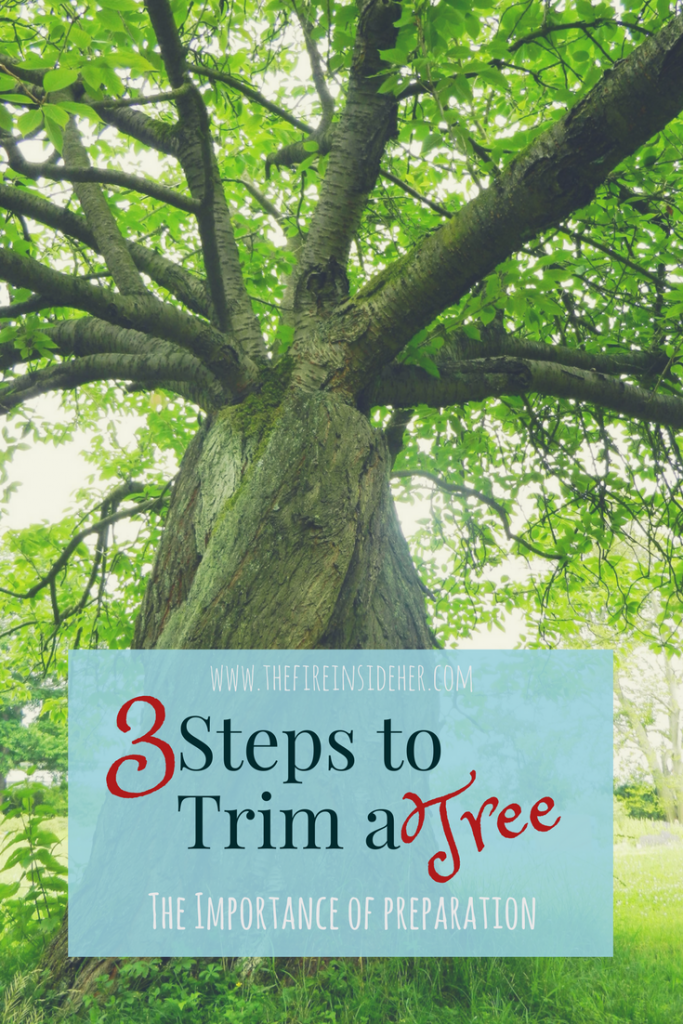 Three Steps to Take When Trimming a Tree, the Importance of Preparation ...